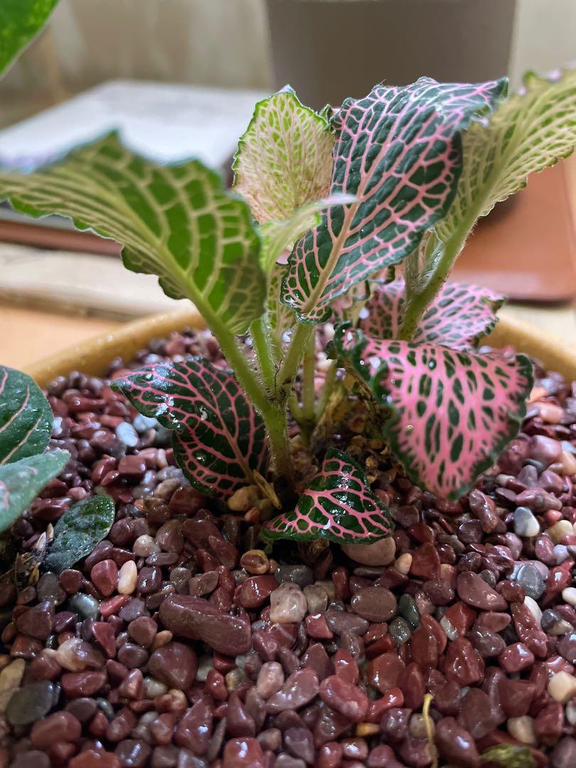 Fittonia arrangement in an oval Potta Planta pot, planted in premium ...