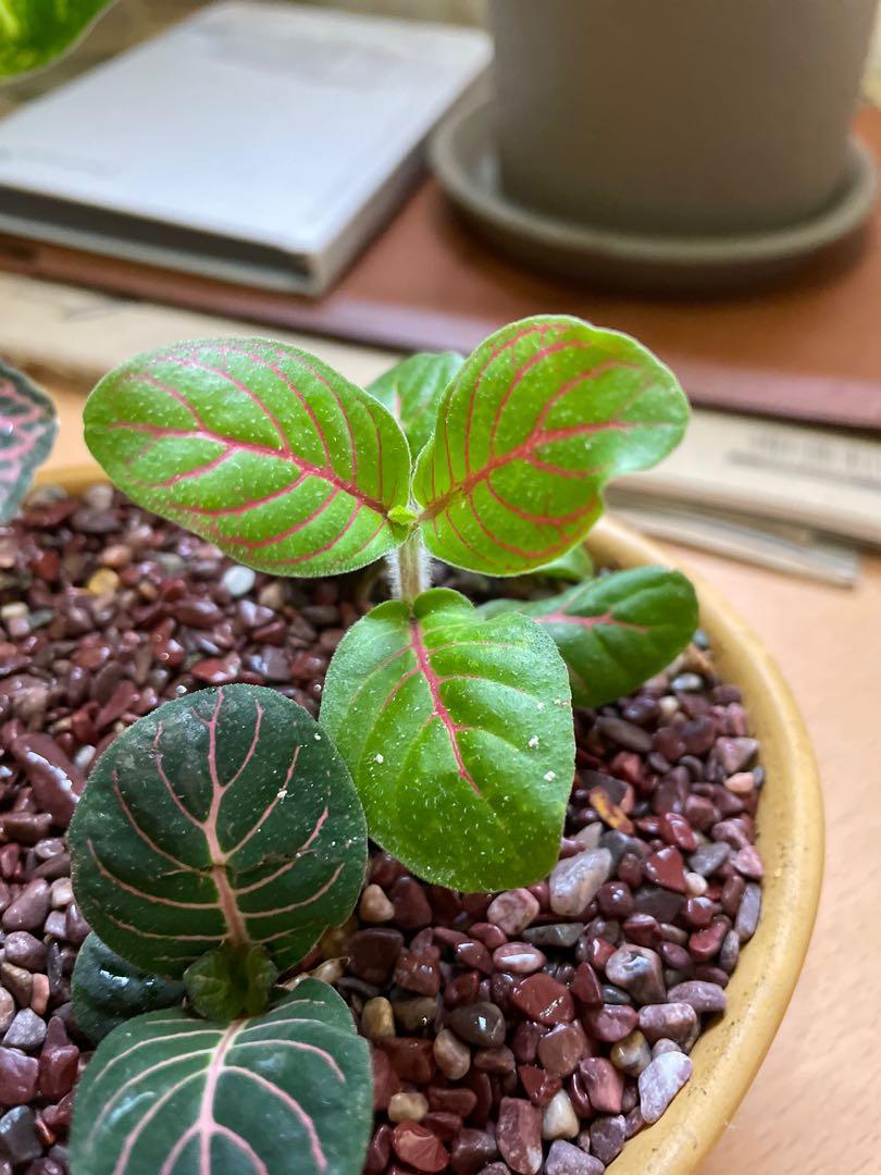 Fittonia arrangement in an oval Potta Planta pot, planted in premium ...