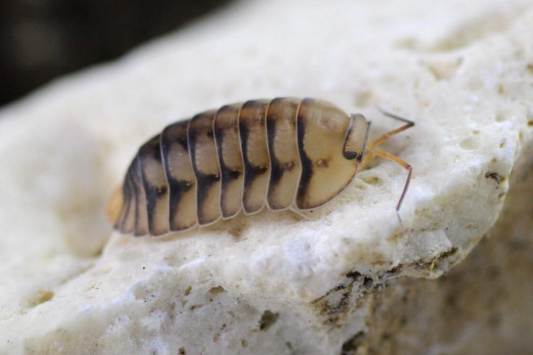 Frozen pet food feeder isopod cubaris yellow tiger, Pet Supplies, Pet ...