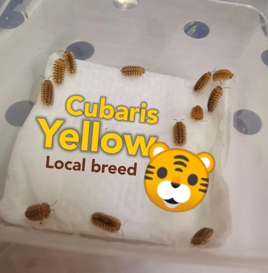 Frozen isopod yellow tiger, Hobbies & Toys, Stationery & Craft, Craft ...