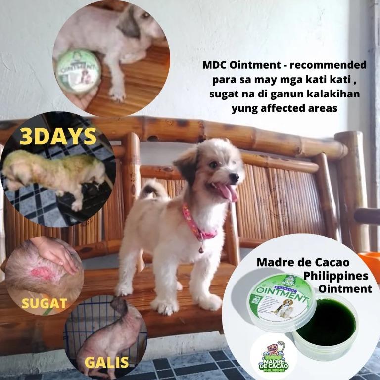 Madre de Cacao Mild Mange (Galis) Treatment Bundle (Shampoo, Soap ...