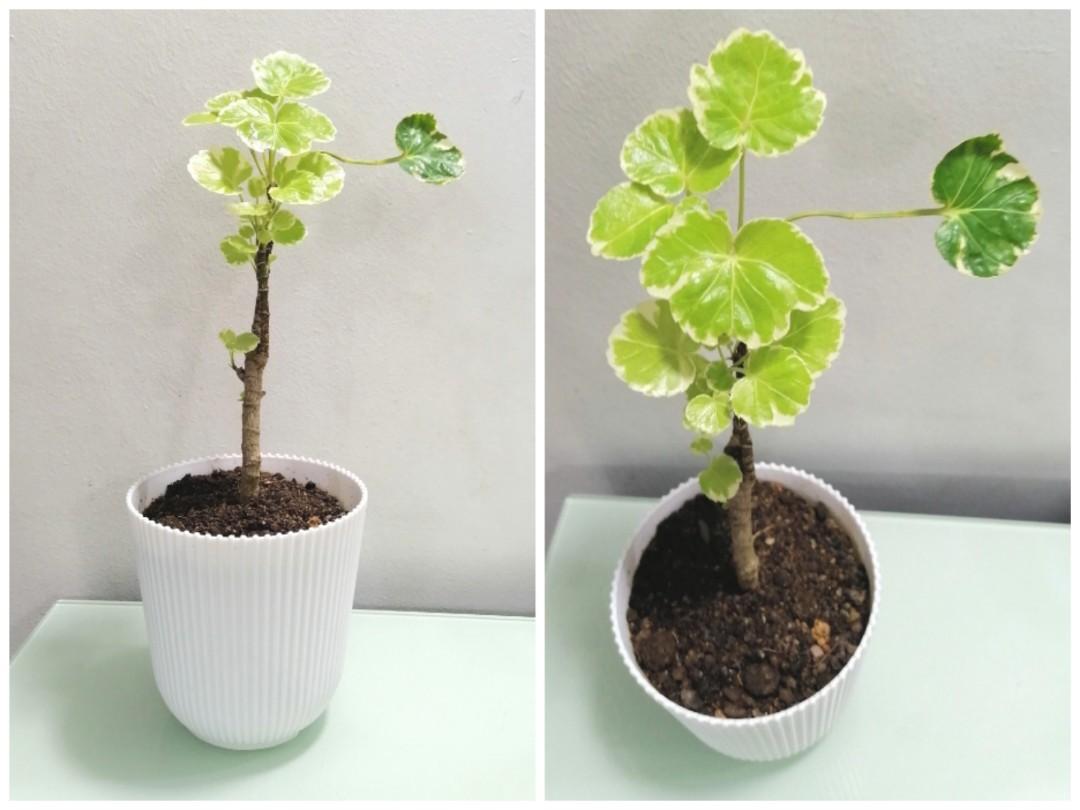 Polyscias Scutellaria variegated plant - Great indoor deco plant ...