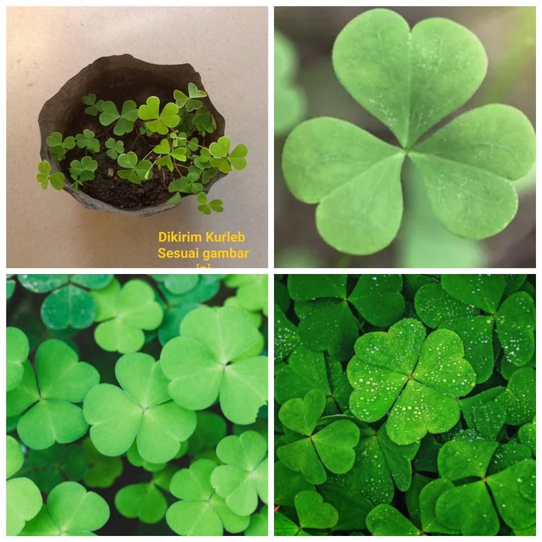 Tanaman Hias Semanggi Lucky Clover Daun keberuntungan Tumbuhan Hidup ...