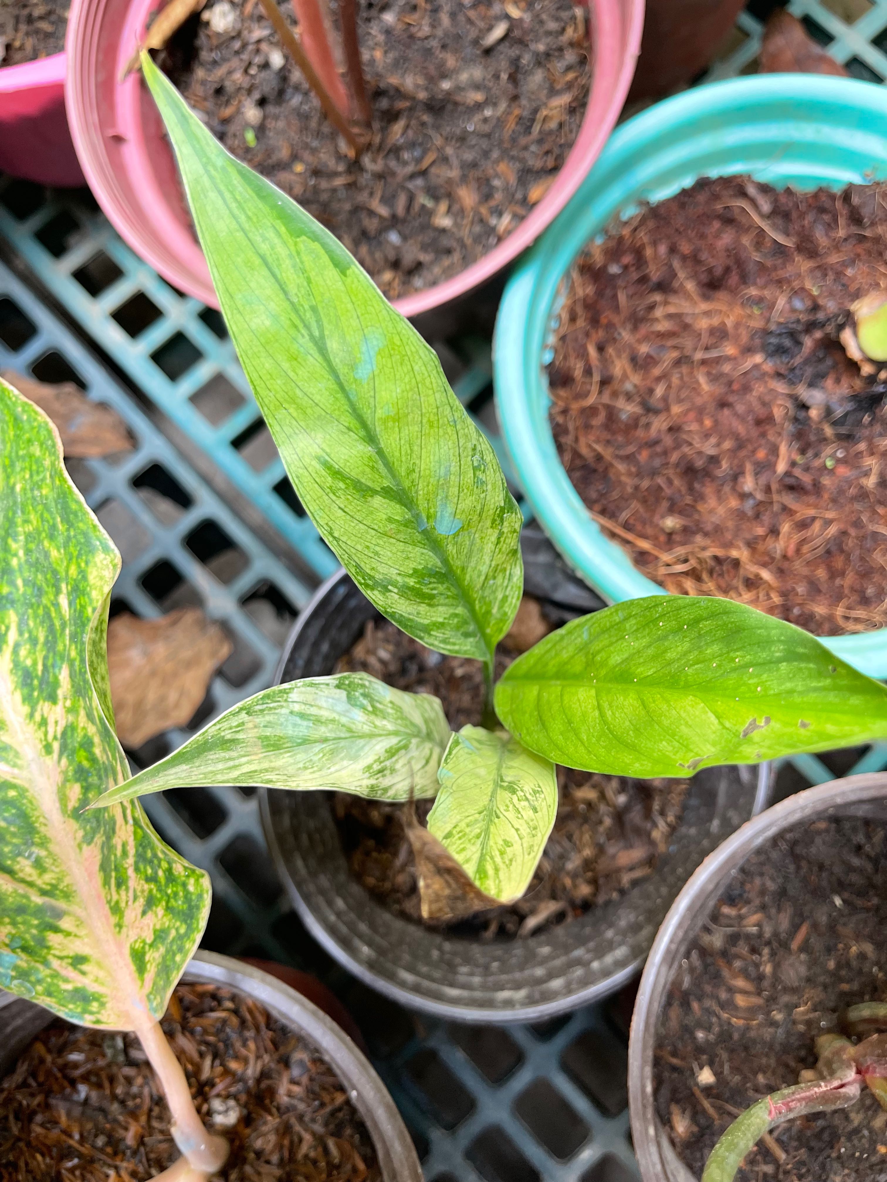 Variegated peace lily, Furniture & Home Living, Gardening, Plants ...