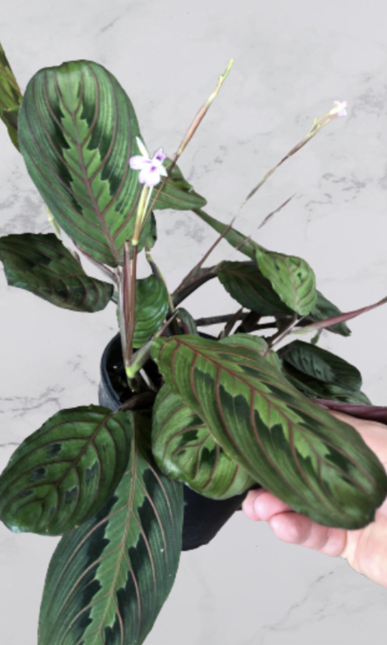 Calathea Maranta, Furniture & Home Living, Gardening, Plants & Seeds on ...