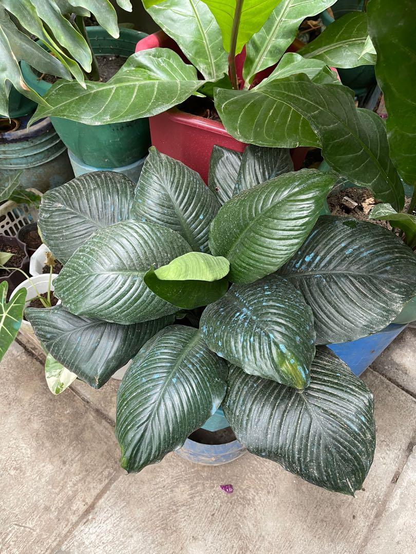 Dwarf sensation, Furniture & Home Living, Gardening, Plants & Seeds on ...