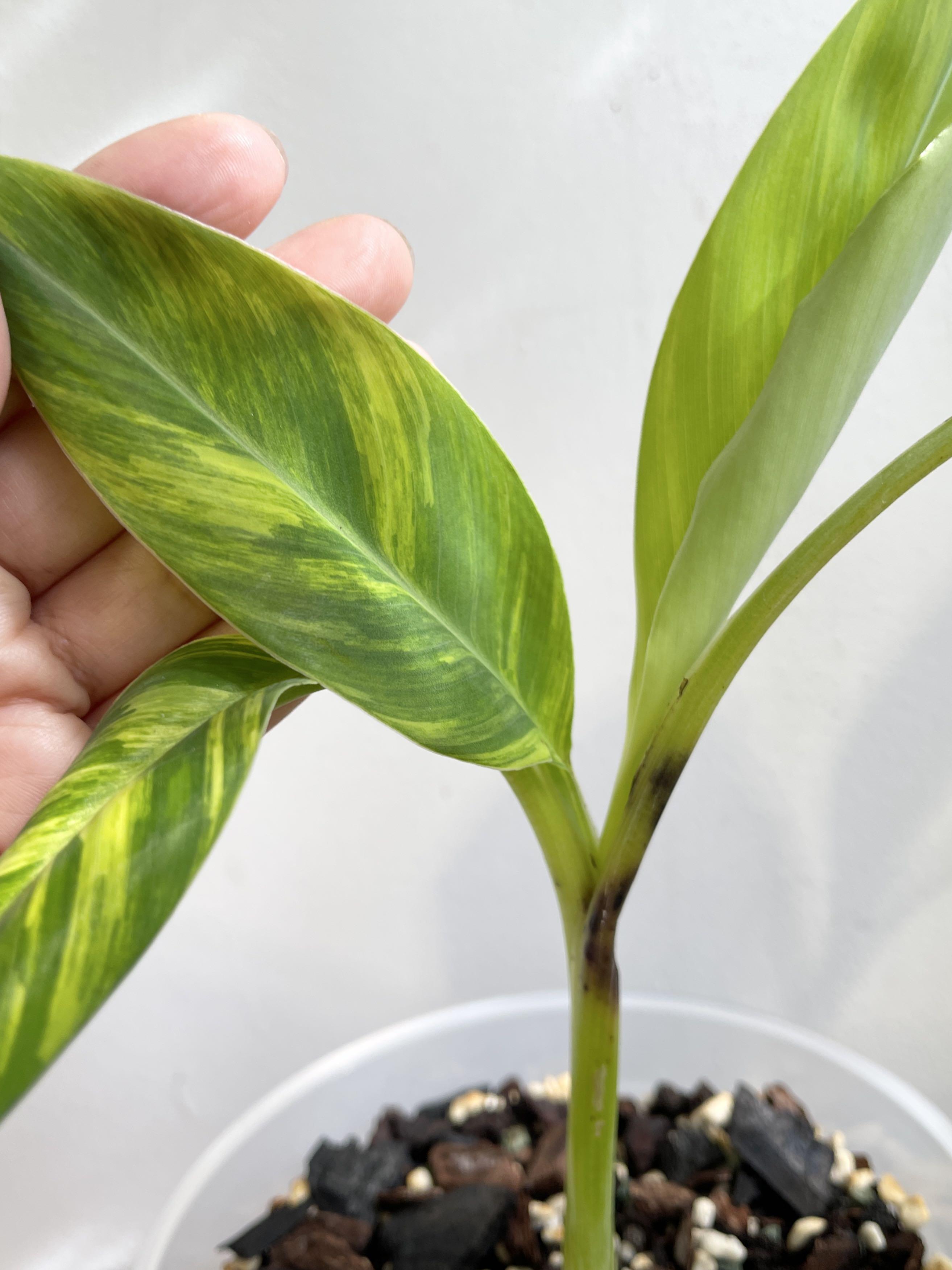 Rare Musa “Ice Cream” Variegated Banana, Furniture & Home Living ...
