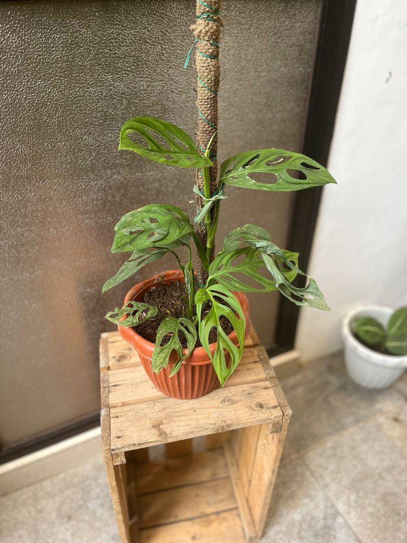 Trailing Monstera Adansonii, Furniture & Home Living, Gardening, Plants ...