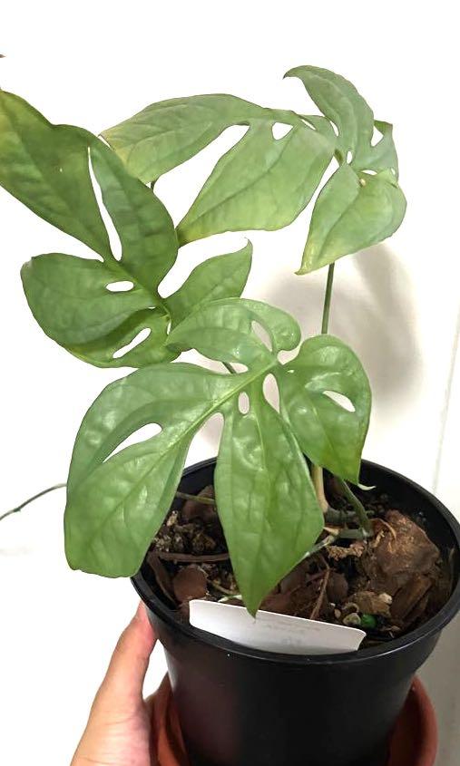 Amydrium Medium Silver Cebu Blue (resembles monstera), Furniture & Home ...