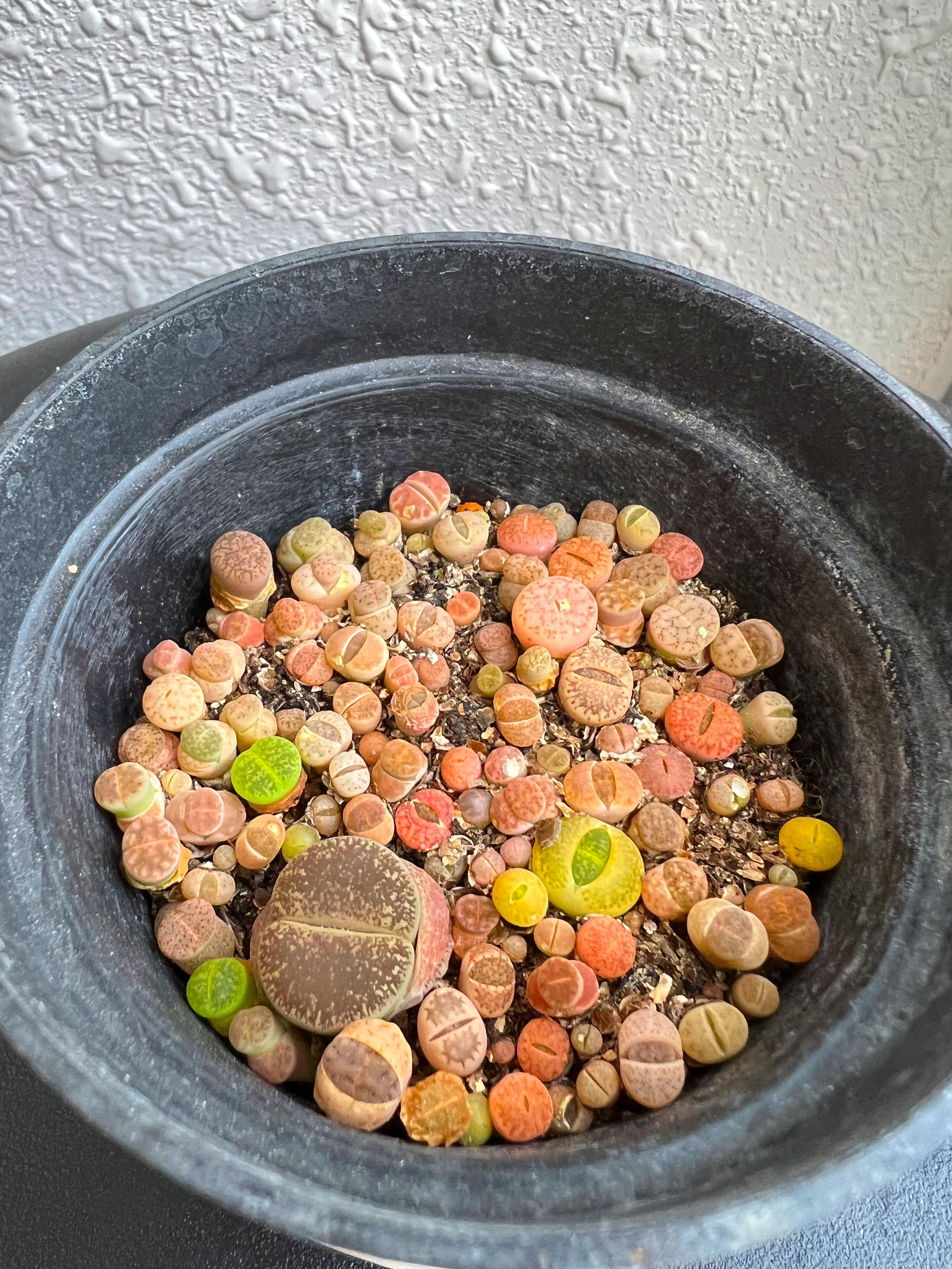 Lithop set with pot, Furniture & Home Living, Gardening, Plants & Seeds ...