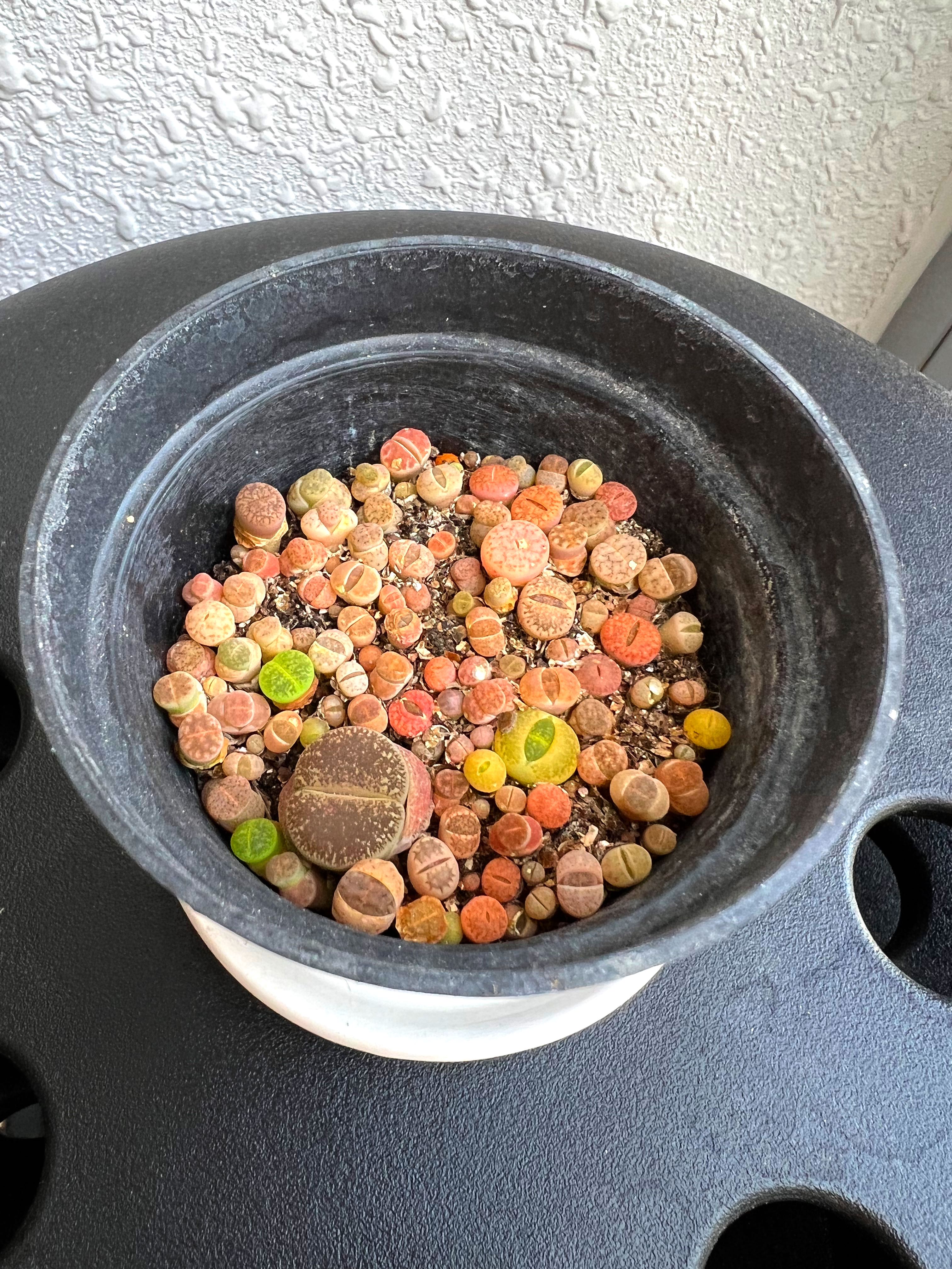 Lithop set with pot, Furniture & Home Living, Gardening, Plants & Seeds ...