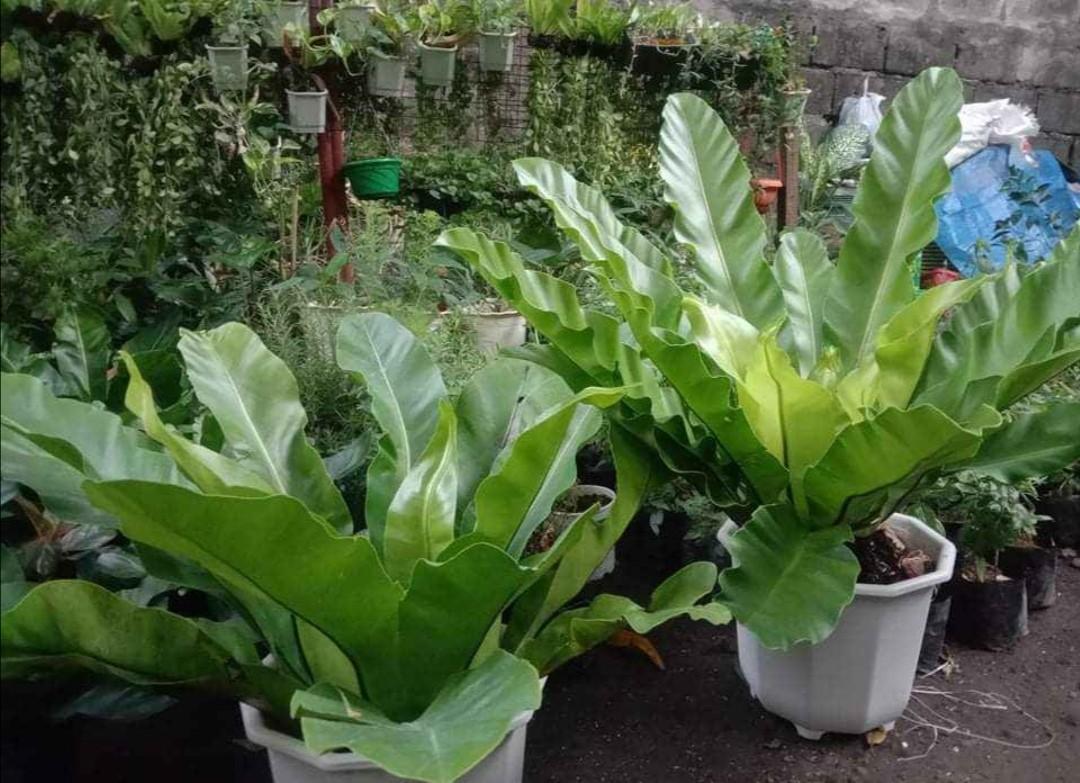 Giant plants Pakpak Lawin, Furniture & Home Living, Gardening, Plants ...