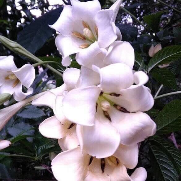 Pokok bunga rare african gardenia, Furniture & Home Living, Gardening ...