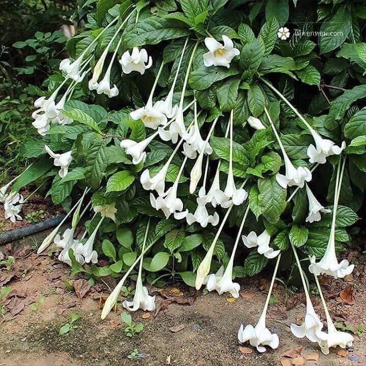 Pokok bunga rare african gardenia, Furniture & Home Living, Gardening ...