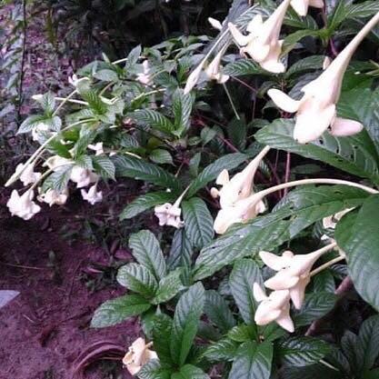 Pokok bunga rare african gardenia, Furniture & Home Living, Gardening ...