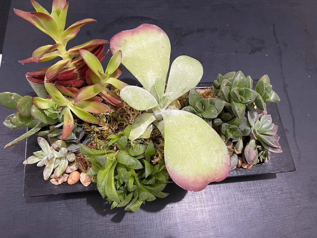 SUCCULENT CENTER PIECE, Furniture & Home Living, Gardening, Plants ...