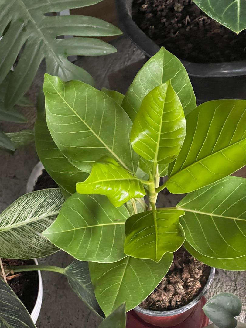 Ficus altissima gold, Furniture & Home Living, Gardening, Plants ...