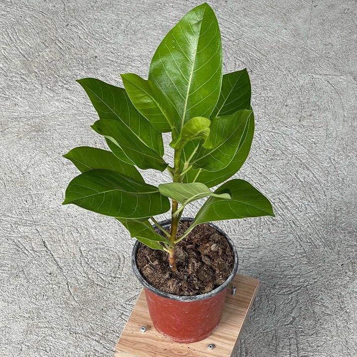Ficus altissima gold, Furniture & Home Living, Gardening, Plants ...