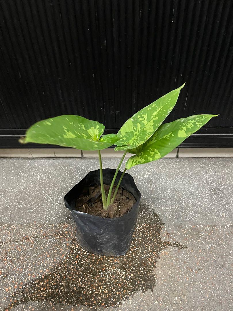 Homalomena Army Wallichii, Furniture & Home Living, Gardening, Plants ...