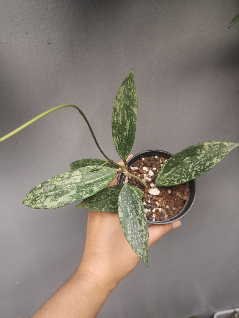 Hoya rangsan, Furniture & Home Living, Gardening, Plants & Seeds on ...