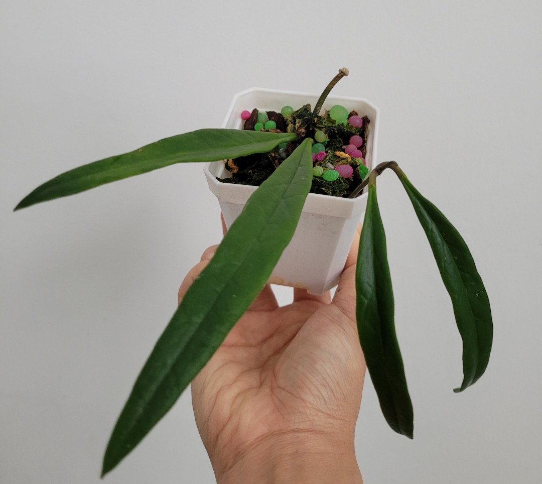 Hoya Sulawesiana, Furniture & Home Living, Gardening, Plants & Seeds on ...