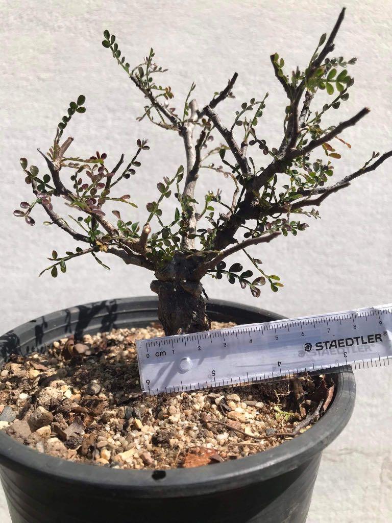 Operculicarya pachypus, Furniture & Home Living, Gardening, Plants & Seeds on Carousell