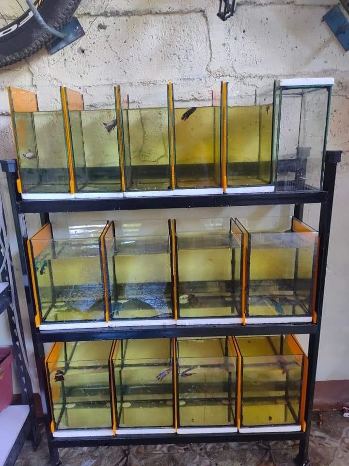 PRE ORDER HEAVY DUTY BETTA RACK, Pet Supplies, Homes & Other Pet ...