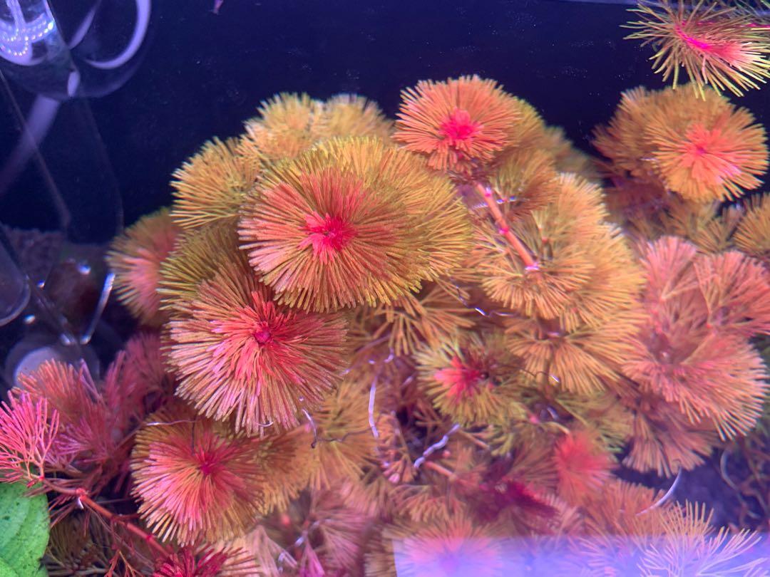 Red Cabomba Furcata (Aquatic Plant), Furniture & Home Living, Gardening ...