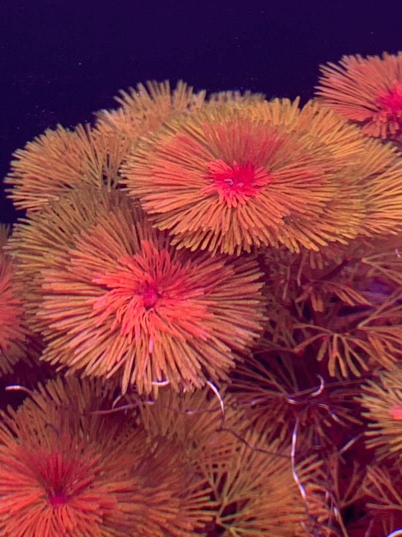 Red Cabomba Furcata (Aquatic Plant), Furniture & Home Living, Gardening ...