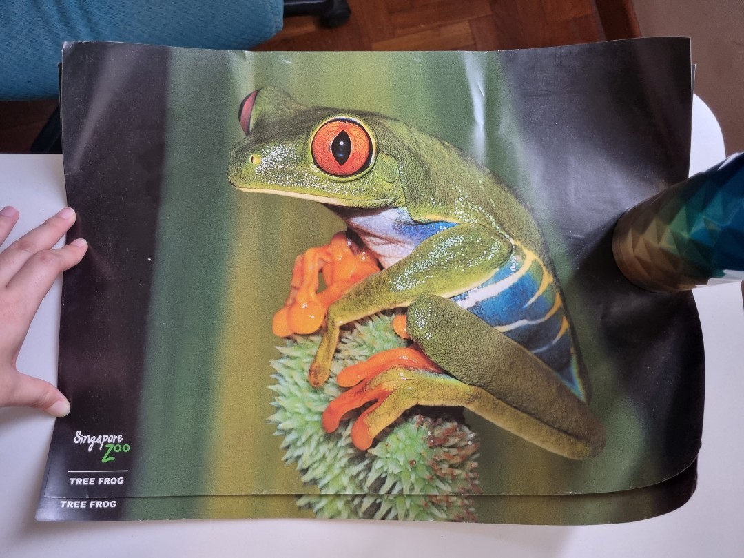 Tree frog poster, Hobbies & Toys, Stationery & Craft, Art & Prints on ...