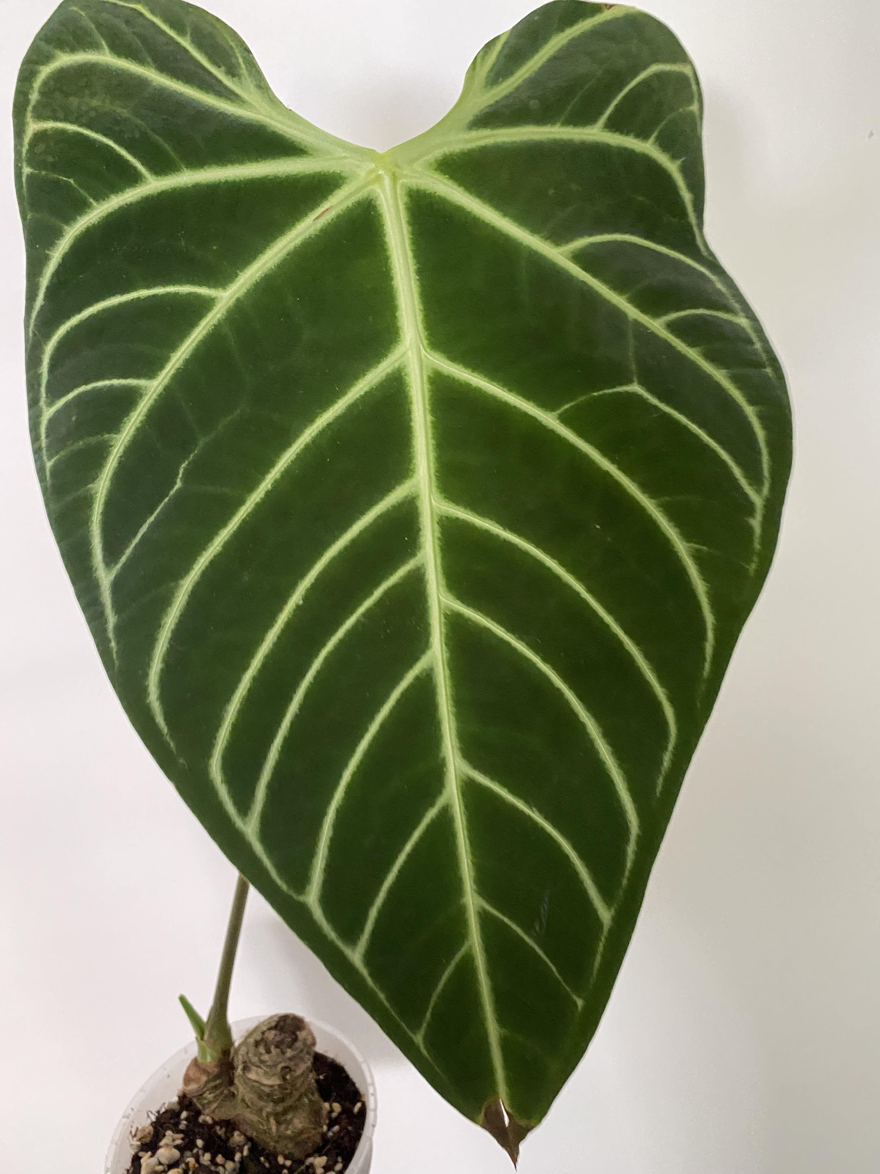 Anthurium regale stripe, Furniture & Home Living, Gardening, Plants ...