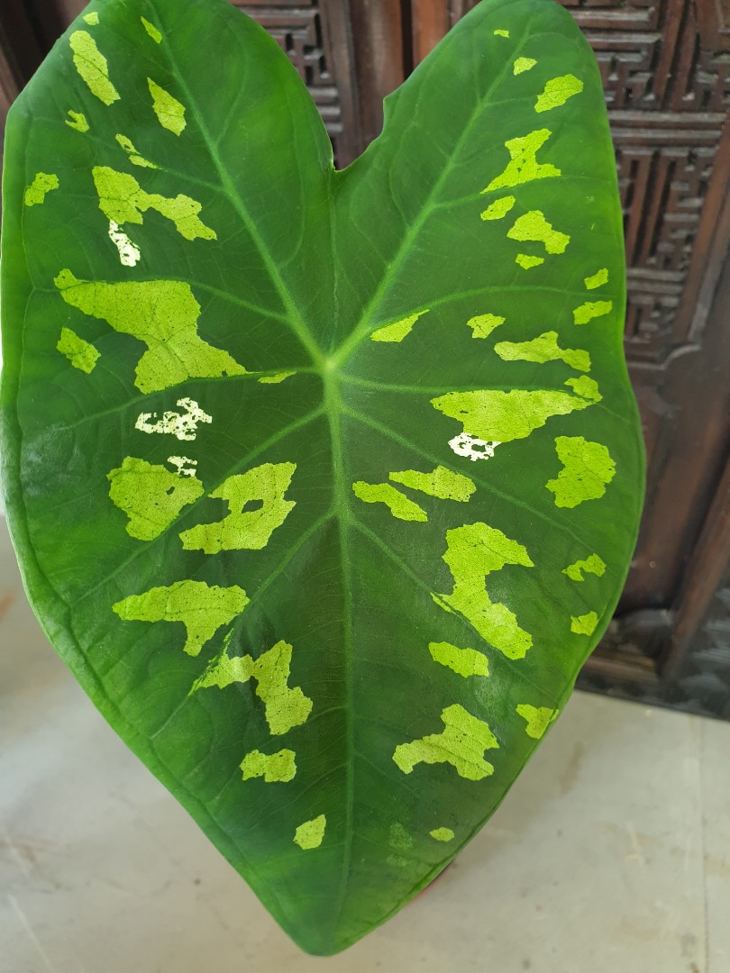 Caladium Army Veriegated Big Leaf 20cm Height 45cm, Furniture & Home ...
