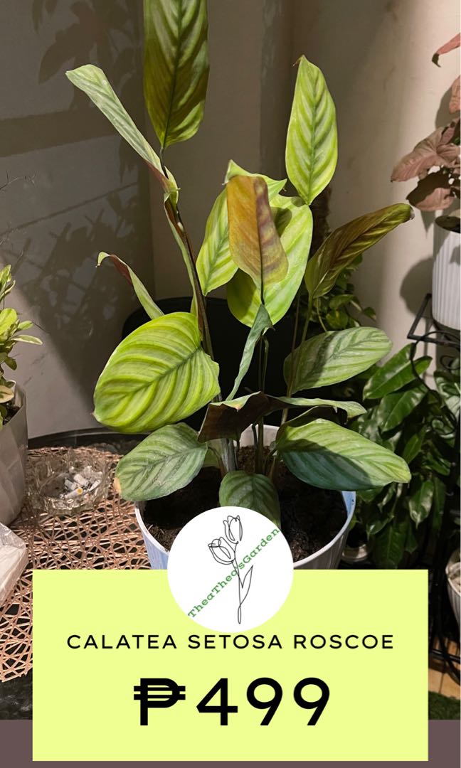 CALATEA SETOSA ROSCOE, Furniture & Home Living, Gardening, Plants ...