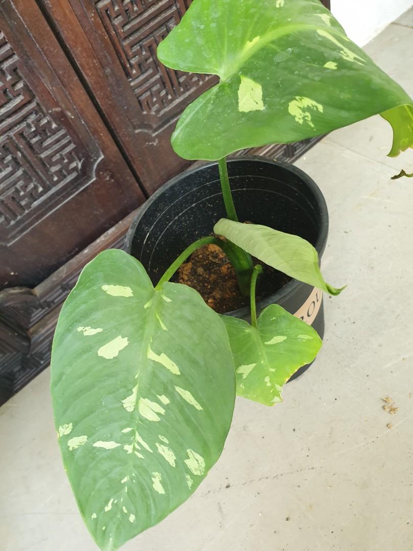 Homalomena Army Veriegated Big Leaf 20cm Height 30cm Good roots Happy ...