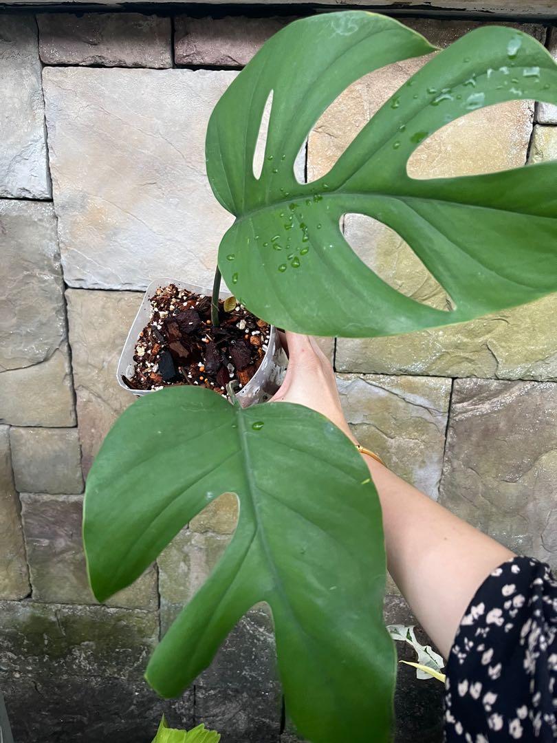 Monstera Rhaphidophora Pertusa, Furniture & Home Living, Gardening ...