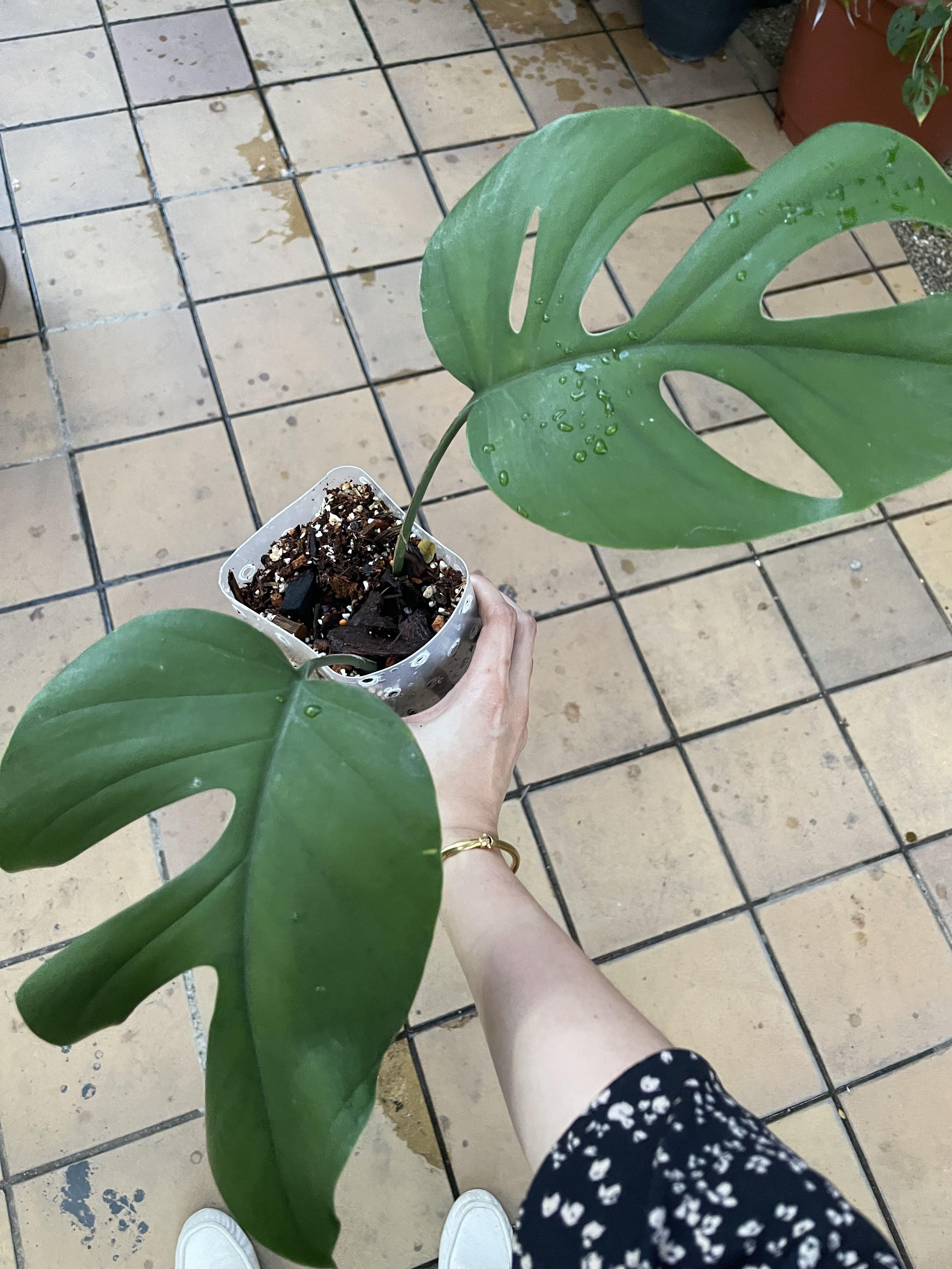 Monstera Rhaphidophora Pertusa, Furniture & Home Living, Gardening ...