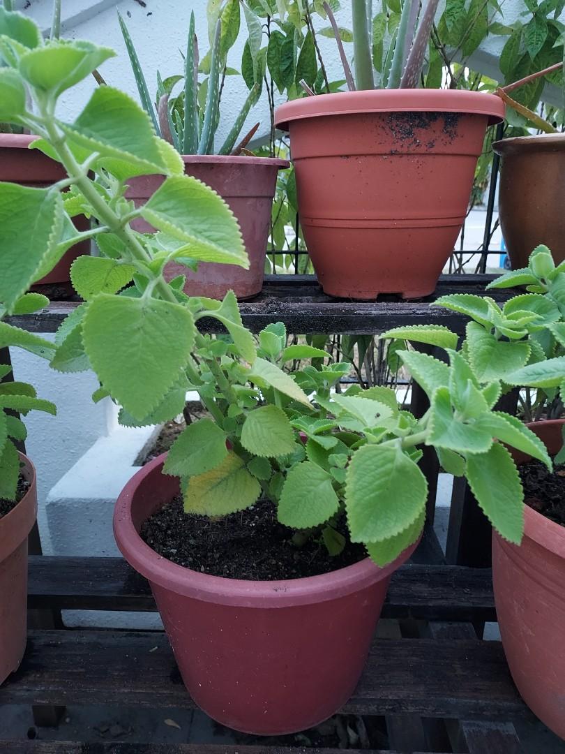 Potted Indian Borage, Furniture & Home Living, Gardening, Plants ...