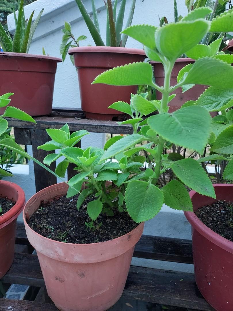 Potted Indian Borage, Furniture & Home Living, Gardening, Plants ...