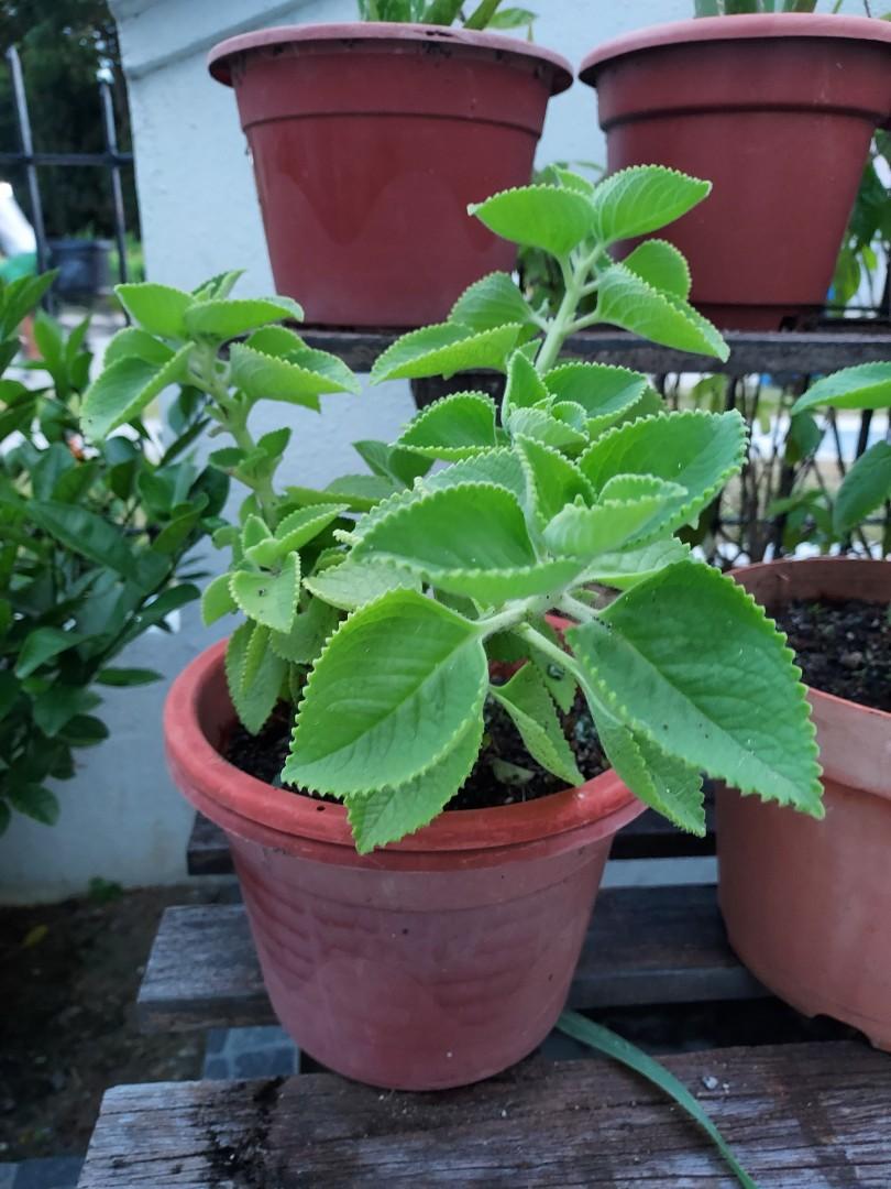 Potted Indian Borage, Furniture & Home Living, Gardening, Plants ...
