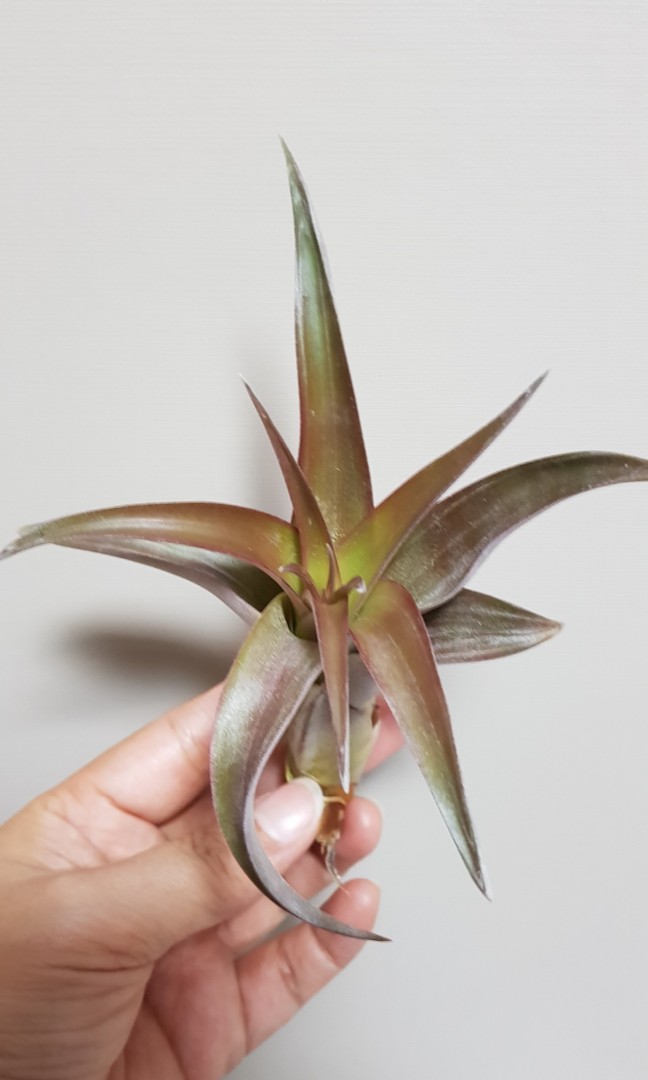 Tillandsia capitata maroon, airplant indoor outdoor air plant ...