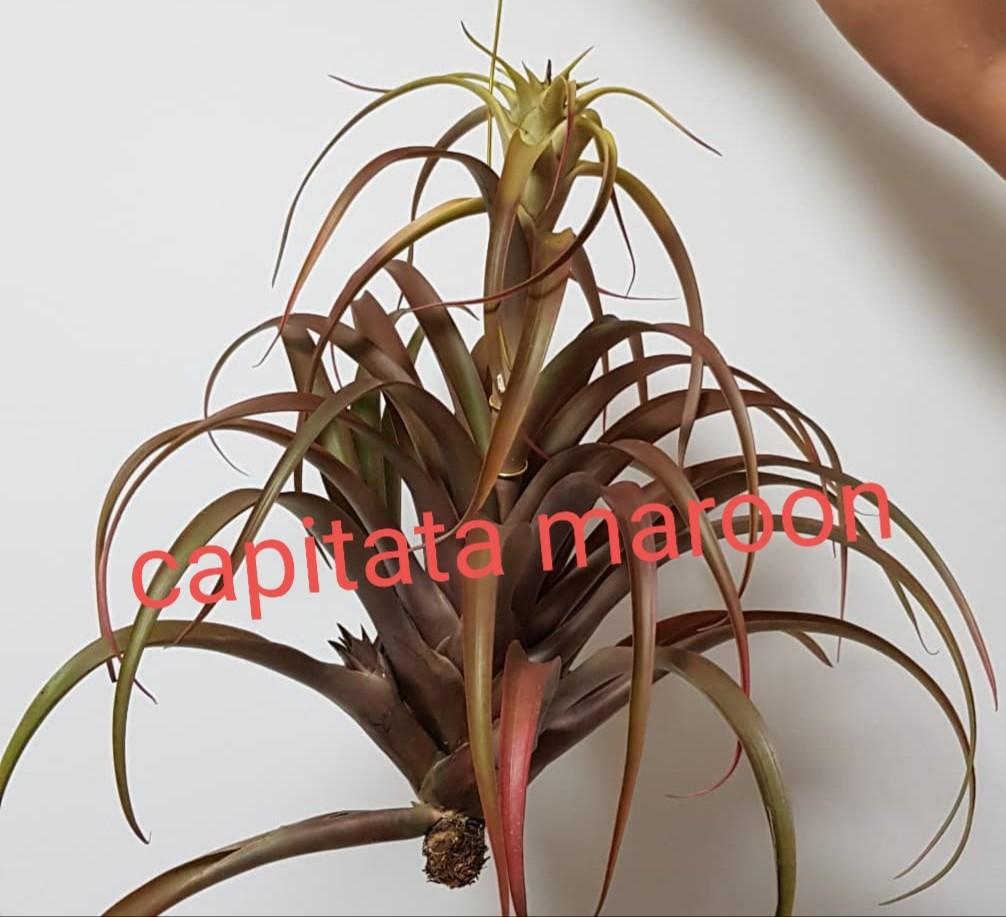 Tillandsia capitata maroon, airplant indoor outdoor air plant ...
