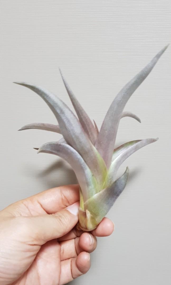 Tillandsia capitata maroon, airplant indoor outdoor air plant ...