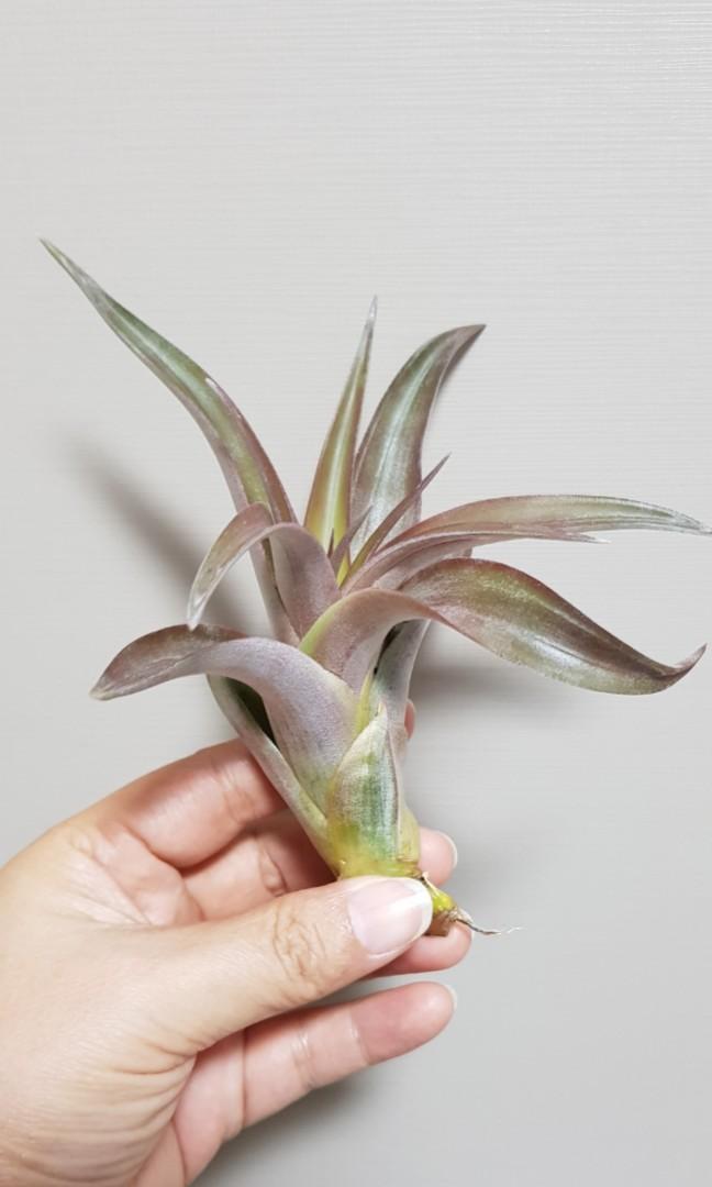 Tillandsia capitata maroon, airplant indoor outdoor air plant ...