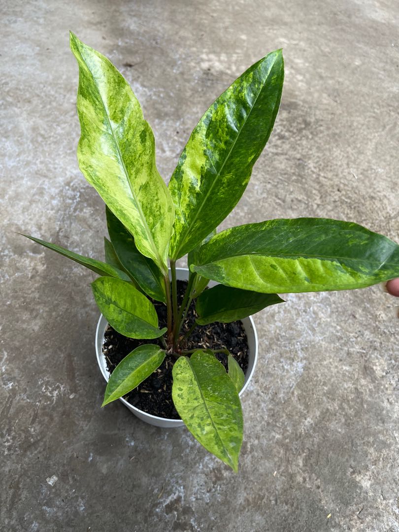 Variegated antfol, Furniture & Home Living, Gardening, Plants & Seeds ...