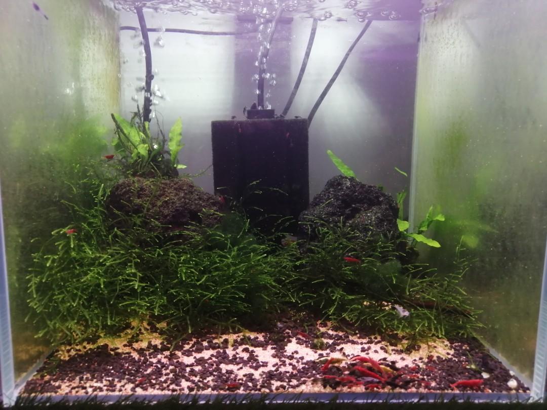 30cm cube crystal glass shrimp tank, Pet Supplies, Homes & Other Pet ...