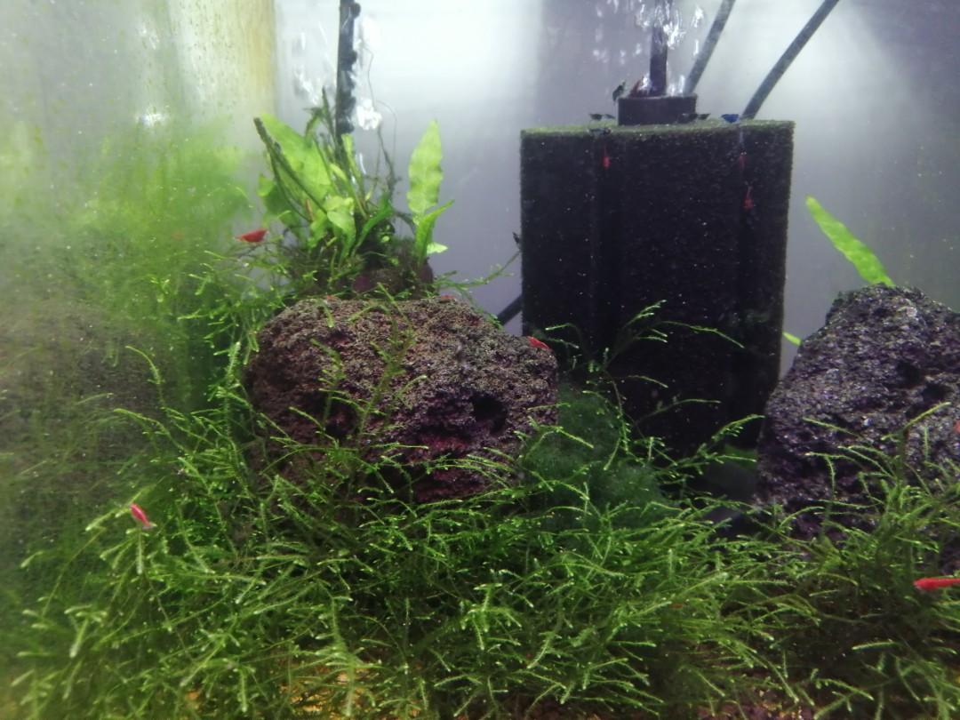 30cm cube crystal glass shrimp tank, Pet Supplies, Homes & Other Pet ...