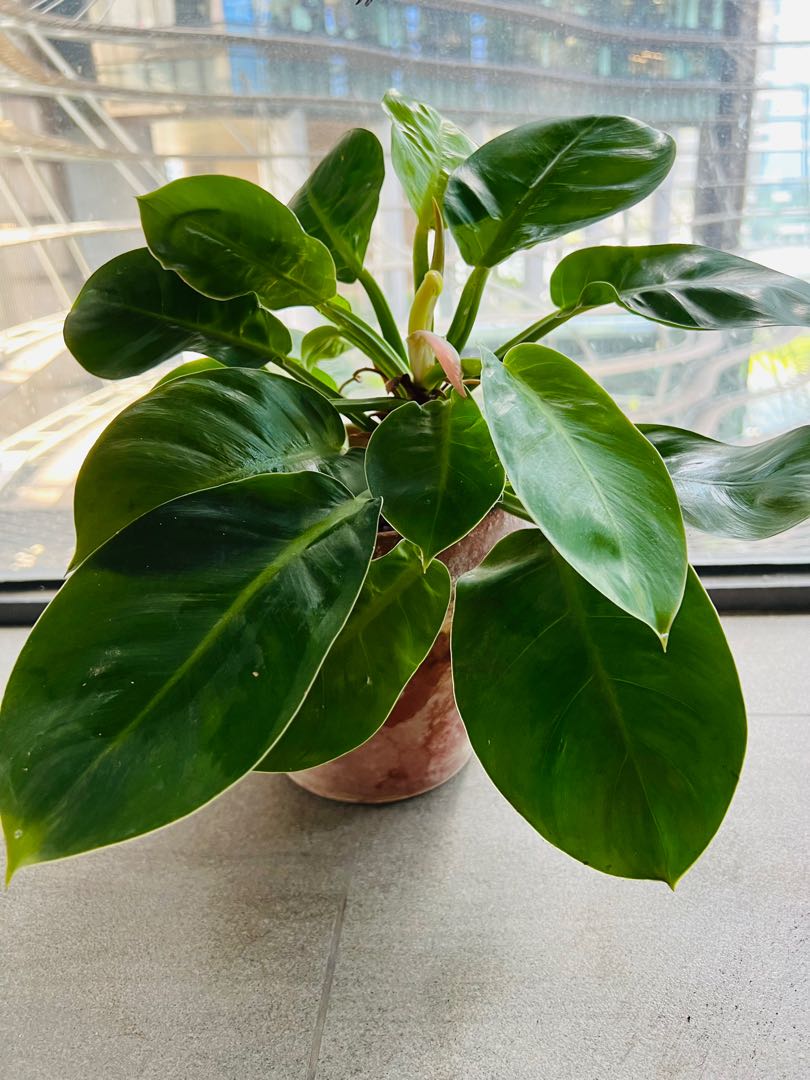 Blushing philodendron Erubescens green, Furniture & Home Living ...