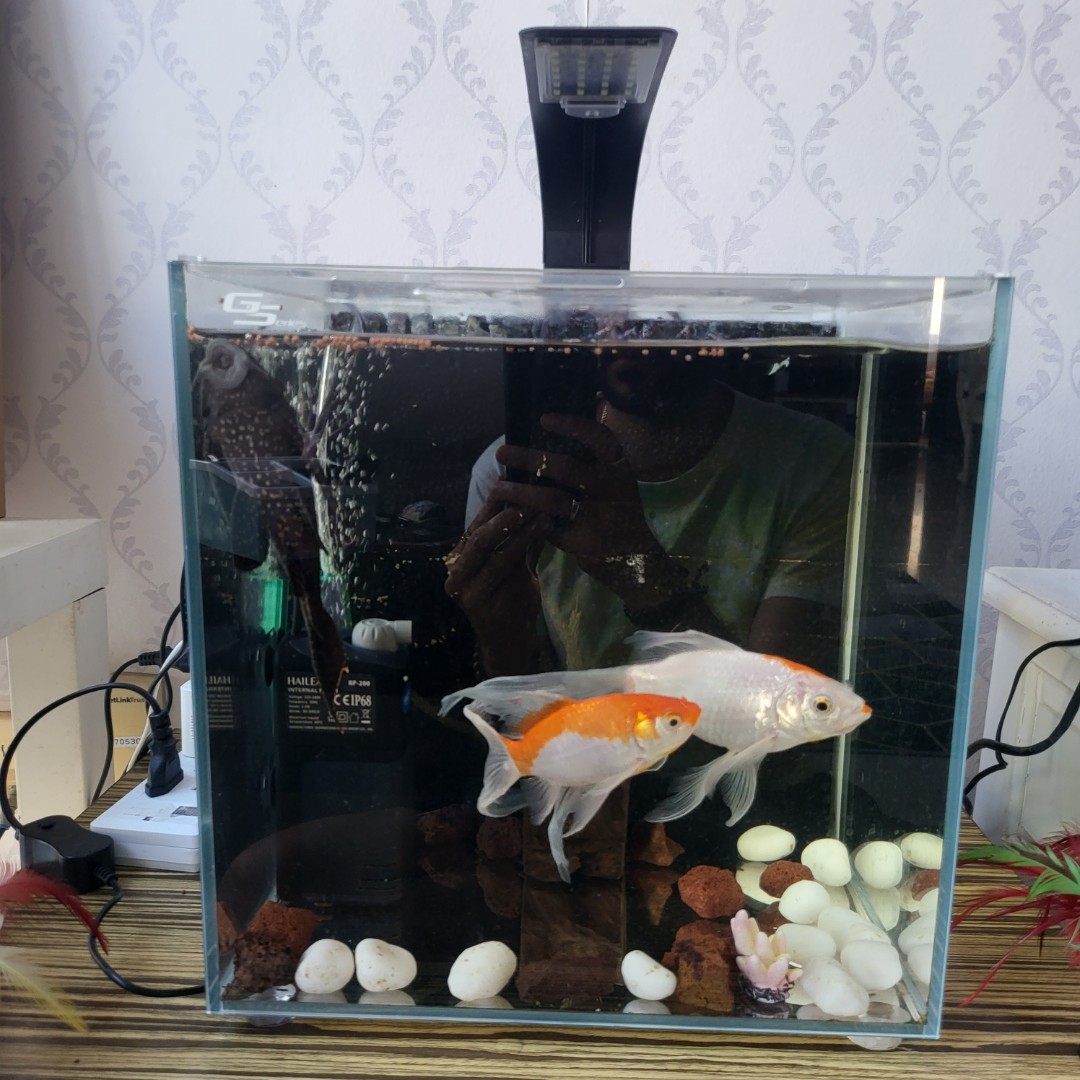 Dymax GSeries GS30 aquarium set, Pet Supplies, Homes & Other Pet ...