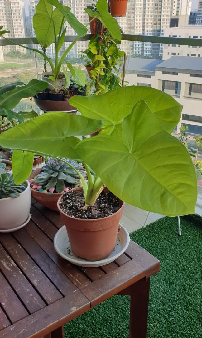 Yam/ Elephant Ear plant, Furniture & Home Living, Gardening, Plants ...