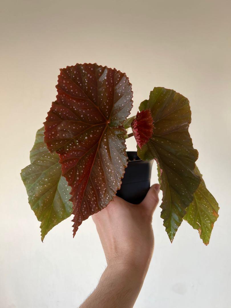 Begonia Lucerna, Furniture & Home Living, Gardening, Plants & Seeds on ...